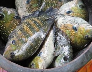 Karimeen in English | Karimeen Benefits | Pearl Spot Names – The Global ...