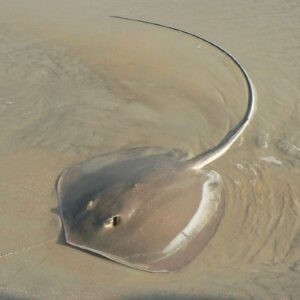 Thirukkai Fish in English | Thirukkai Meen Benefits | Stingray Fish ...