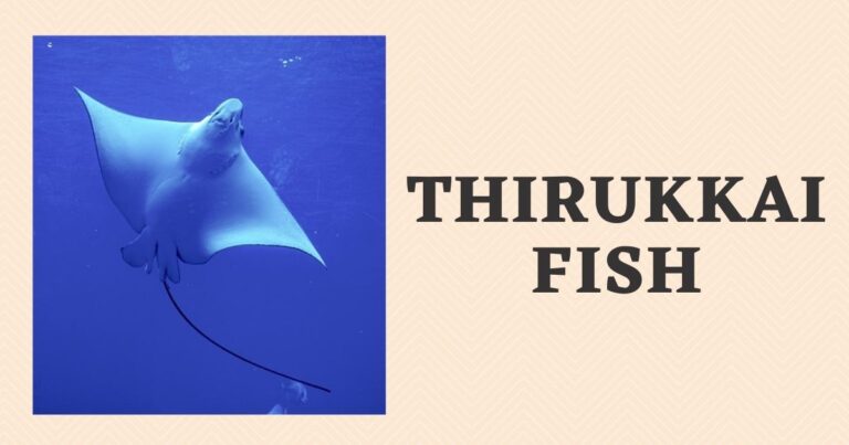 Sheela Fish in English | Sheela Fish Benefits | Barracuda – The Global ...