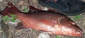 Chemballi Fish in English, Tamil | Chempalli Fish | Benefits – The ...