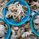 Kanava Fish in English | Koonthal/Kadamba Fish | Squid Benefits – The ...