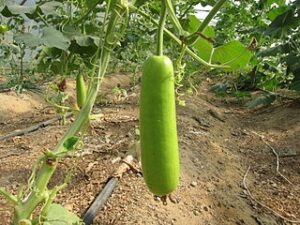 Sorekai in English | Sorakkai | Sorakaaya Benefits | Bottle Gourd Names ...