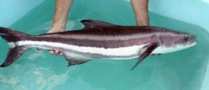 Modha Fish in English | Motha Fish Benefits | Cobia Fish Names – The ...