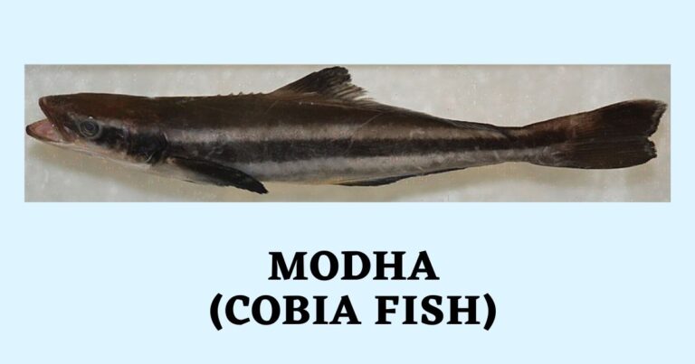 Ayira Meen in English | Ayira Fish | Ayira Health Benefits – The Global ...