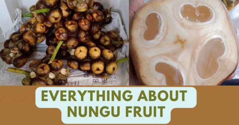 Nungu in English | Nungu Benefits | Taati Munjalu | Tadgola – The Global Statistics