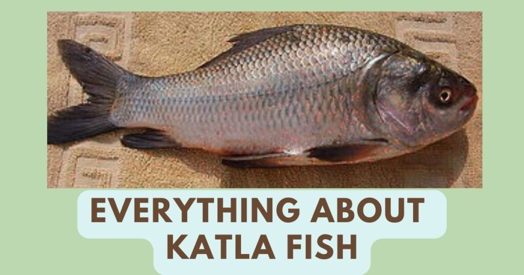Modha Fish in English | Motha Fish Benefits | Cobia Fish Names – The ...