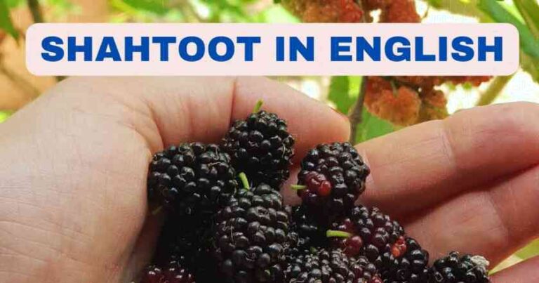 Shahtoot in English | Benefits of Shahtoot – The Global Statistics