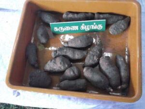 Karunai Kilangu in English | Karunai Kizhangu Benefits | For Piles ...