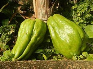 Sayote in English | Sayote Benefits – The Global Statistics