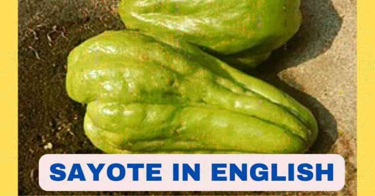 Sayote in English | Sayote Benefits – The Global Statistics
