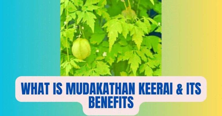 Uluva English | Benefits | Fenugreek Seeds | Vendhayam | Methi – The ...