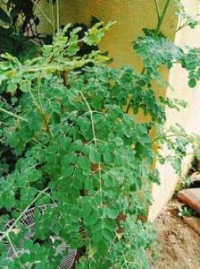 What is Murungai Keerai | English Name | Benefits | Recipes – The ...