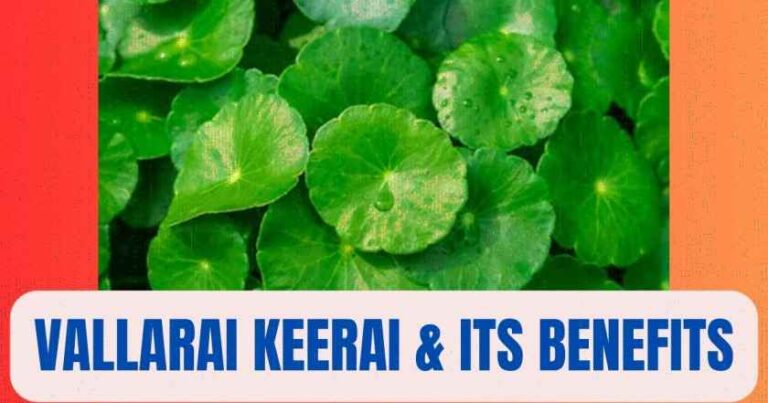 Mathi Fish in English | Mathi Health Benefits | Sardine Fish – The ...