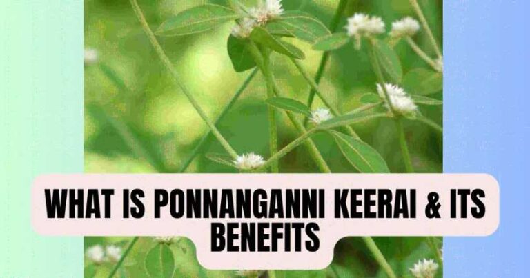 Mushi Fish in English | Mushi Benefits | Keluthi Meen – The Global ...