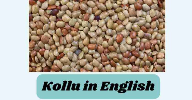 Uluva English | Benefits | Fenugreek Seeds | Vendhayam | Methi – The ...
