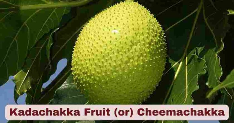 Chembu in English | Chembu Benefits | Madhura Chembu – The Global ...