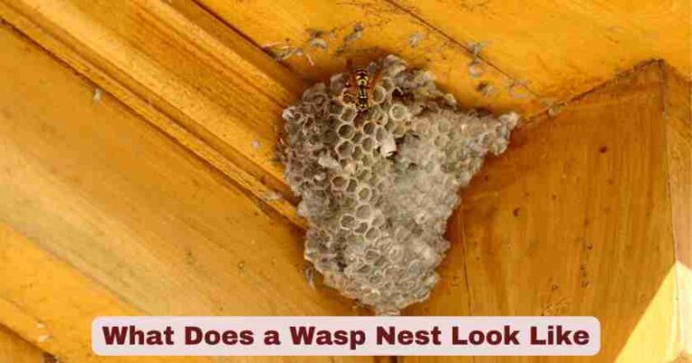 What Does a Wasp Nest Look Like | Complete Identification Guide – The ...