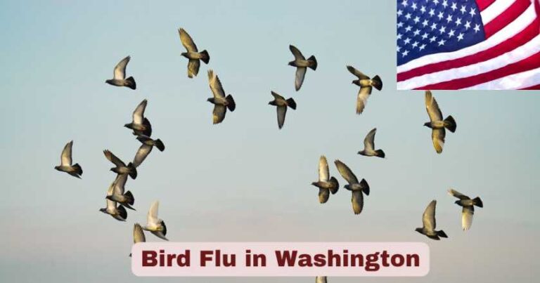 Bird Flu in Washington 2025 | Statistics & Facts – The Global Statistics